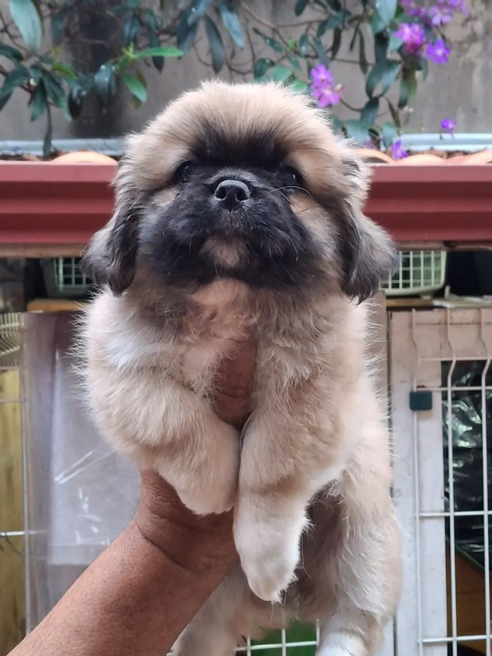 "filhote pequines" - Cachorros no Brasil