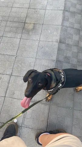 "cachorro raca salsicha" no Brasil