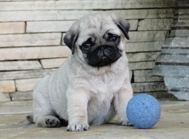 "cachorro pug mini" no Brasil