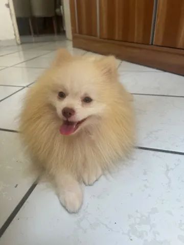 "chiao li ya" no Brasil