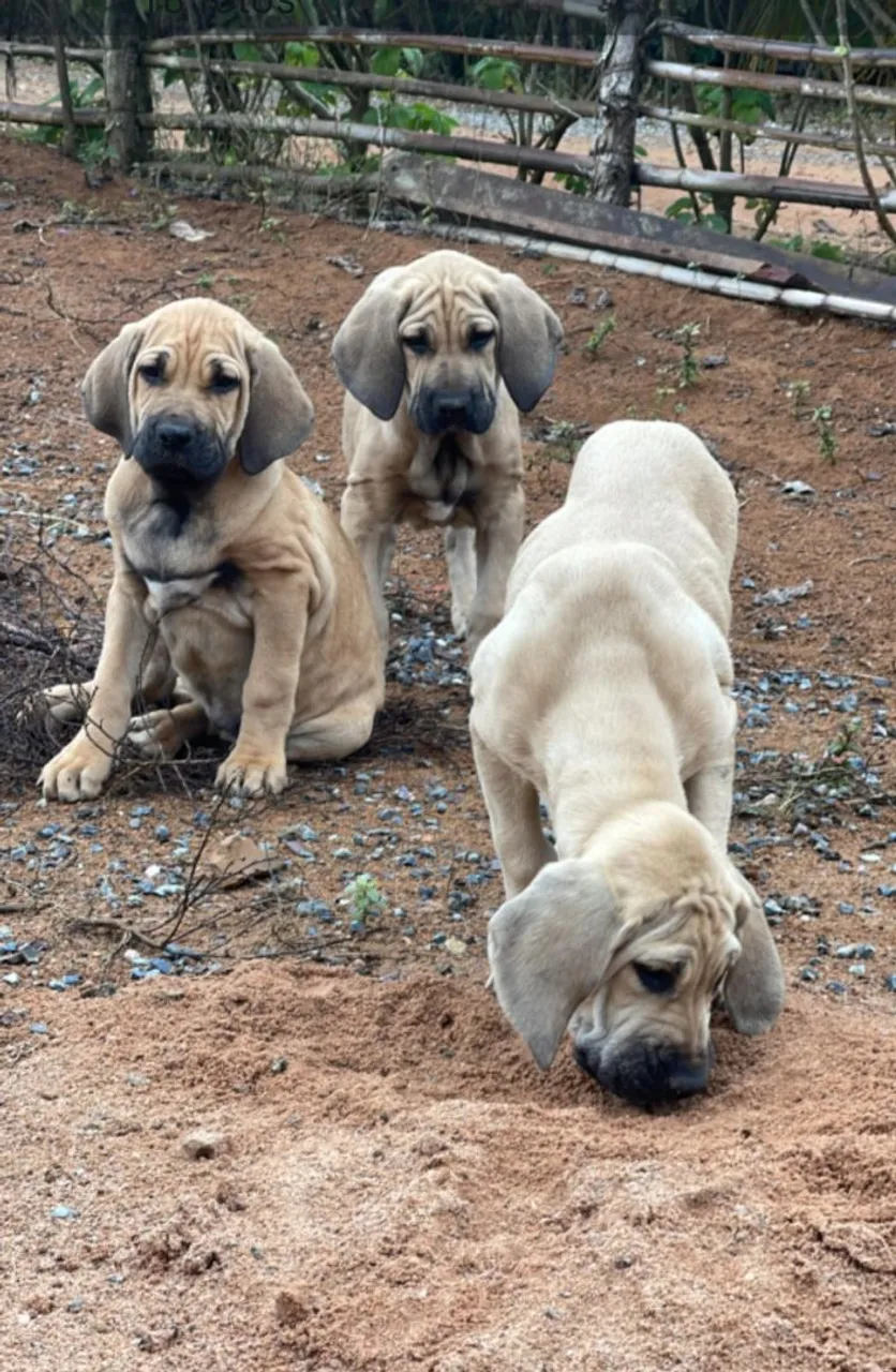 "filhote fila" - Cachorros no Brasil