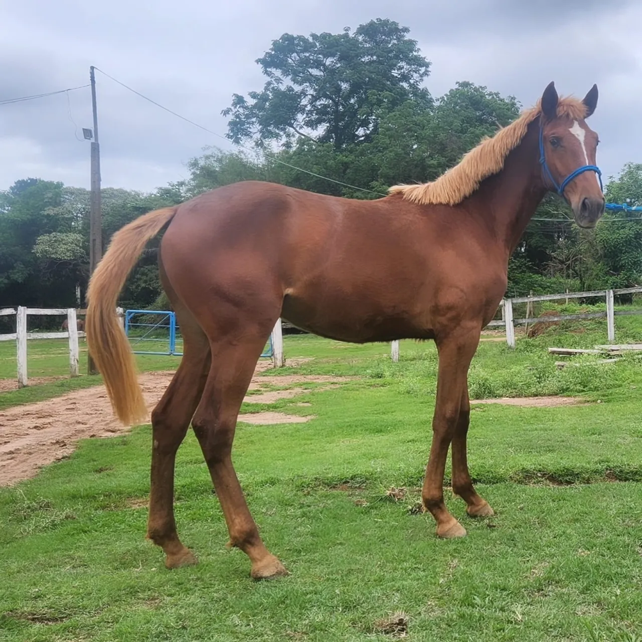 Cavalos em São Paulo