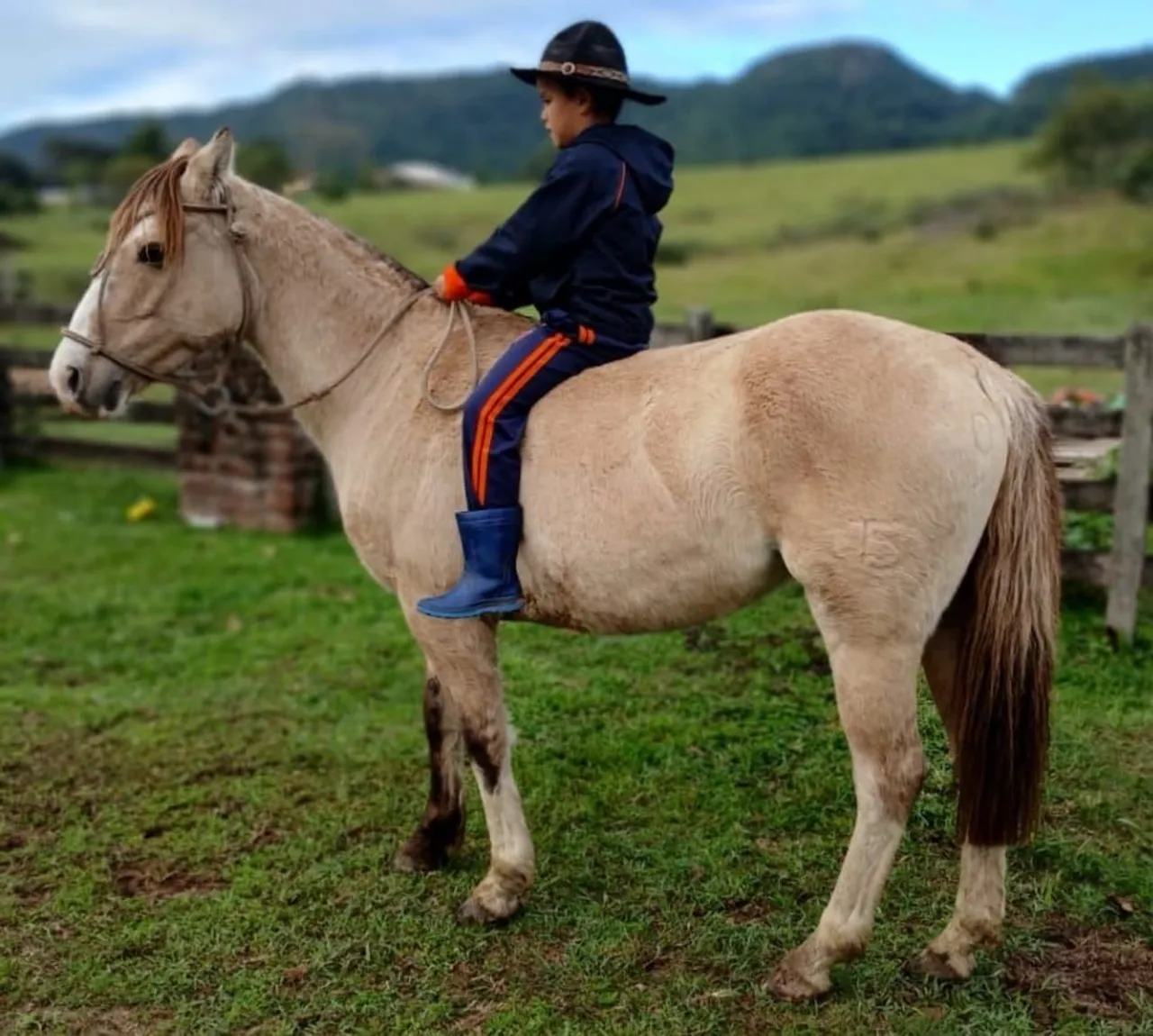 Cavalos no Rio Grande do Sul