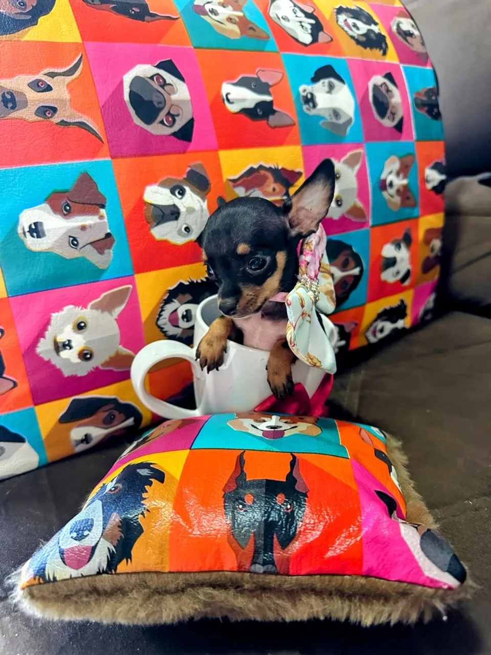 "pinscher 0" - Cachorros no Brasil