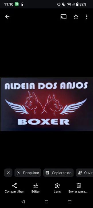 Filhote Boxer Puro - Fêmea com 3 meses - Cachorros - União dos Palmares ...