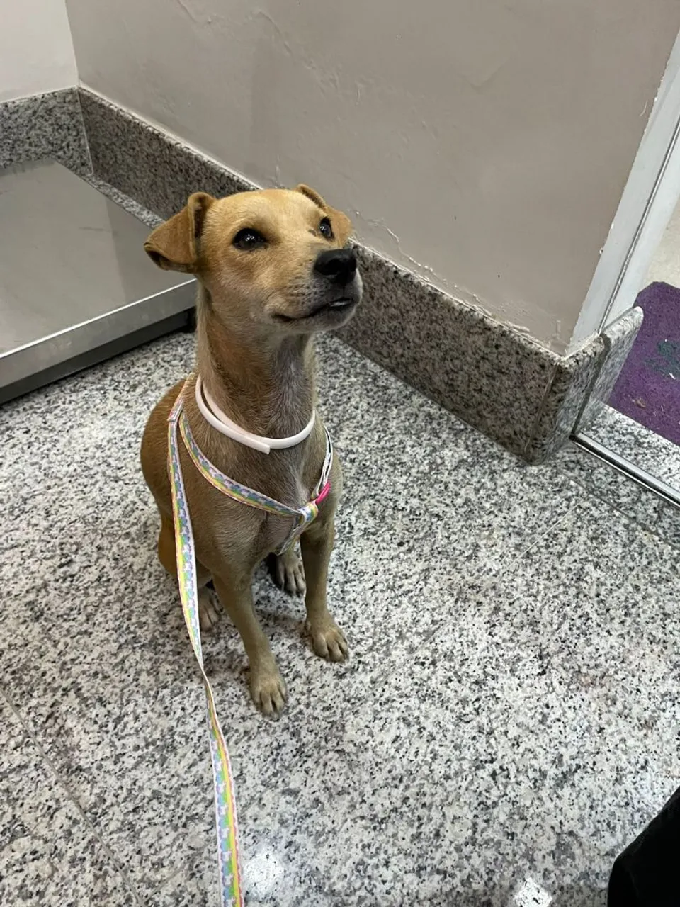 "cachorro caramelo" - Cachorros no Brasil