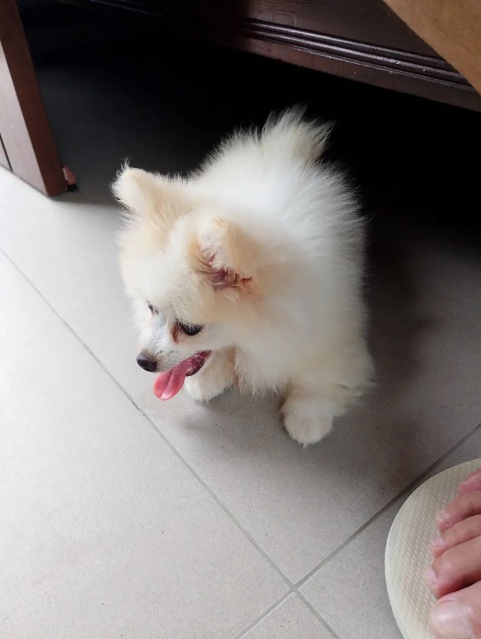 SPLITZ ALEMÃO ( LULU DA POMERÂNIA) - Cachorros - Recife, Tubarão ...