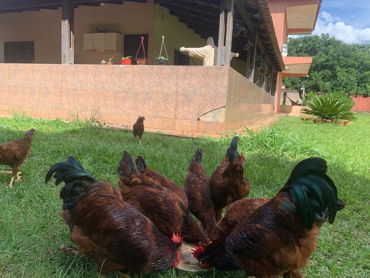 Frangos Rhode Island Red - Raça Pura - Animais para agropecuária - Área ...