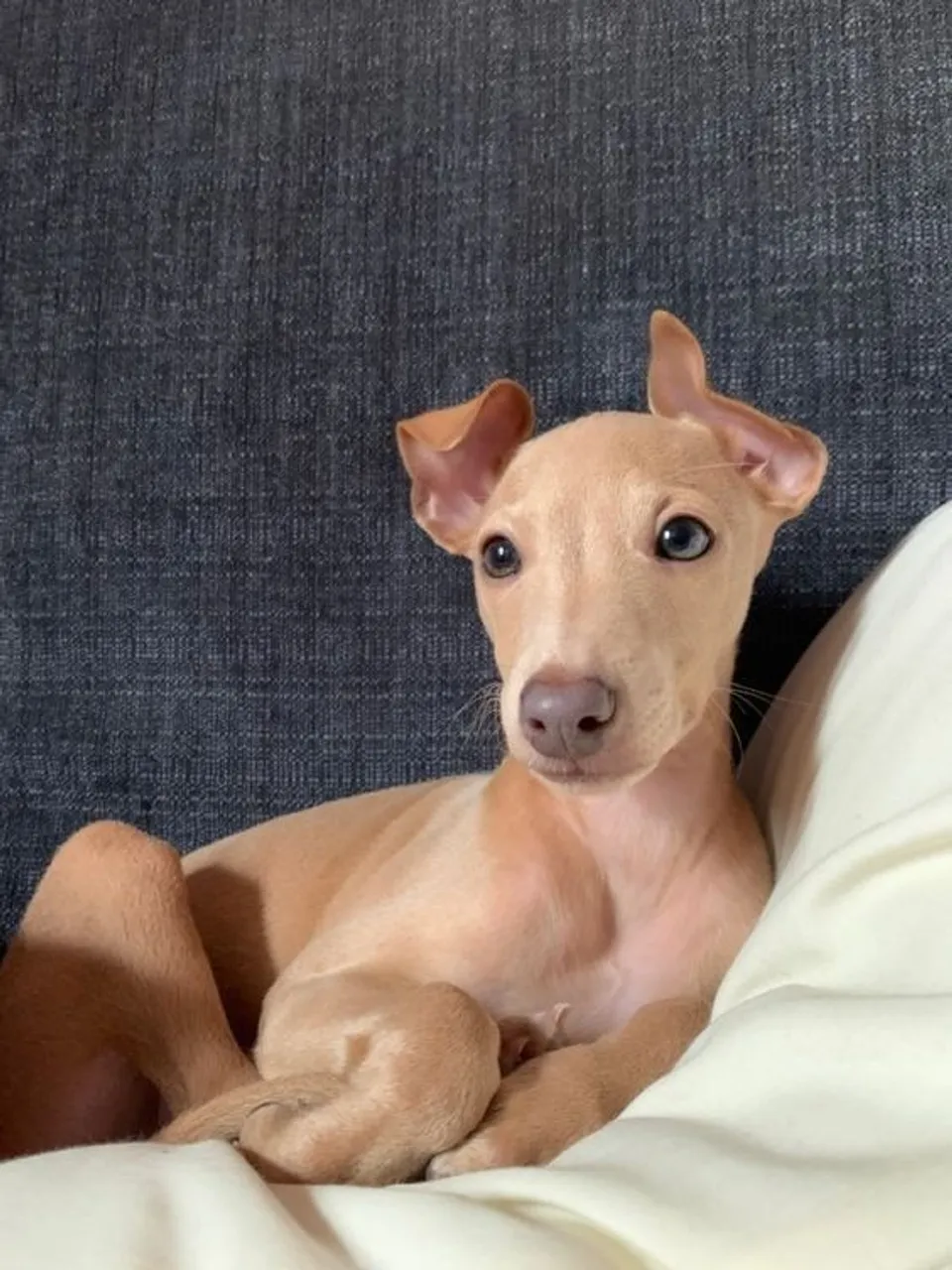 "filhote galgo" - Cachorros no Brasil