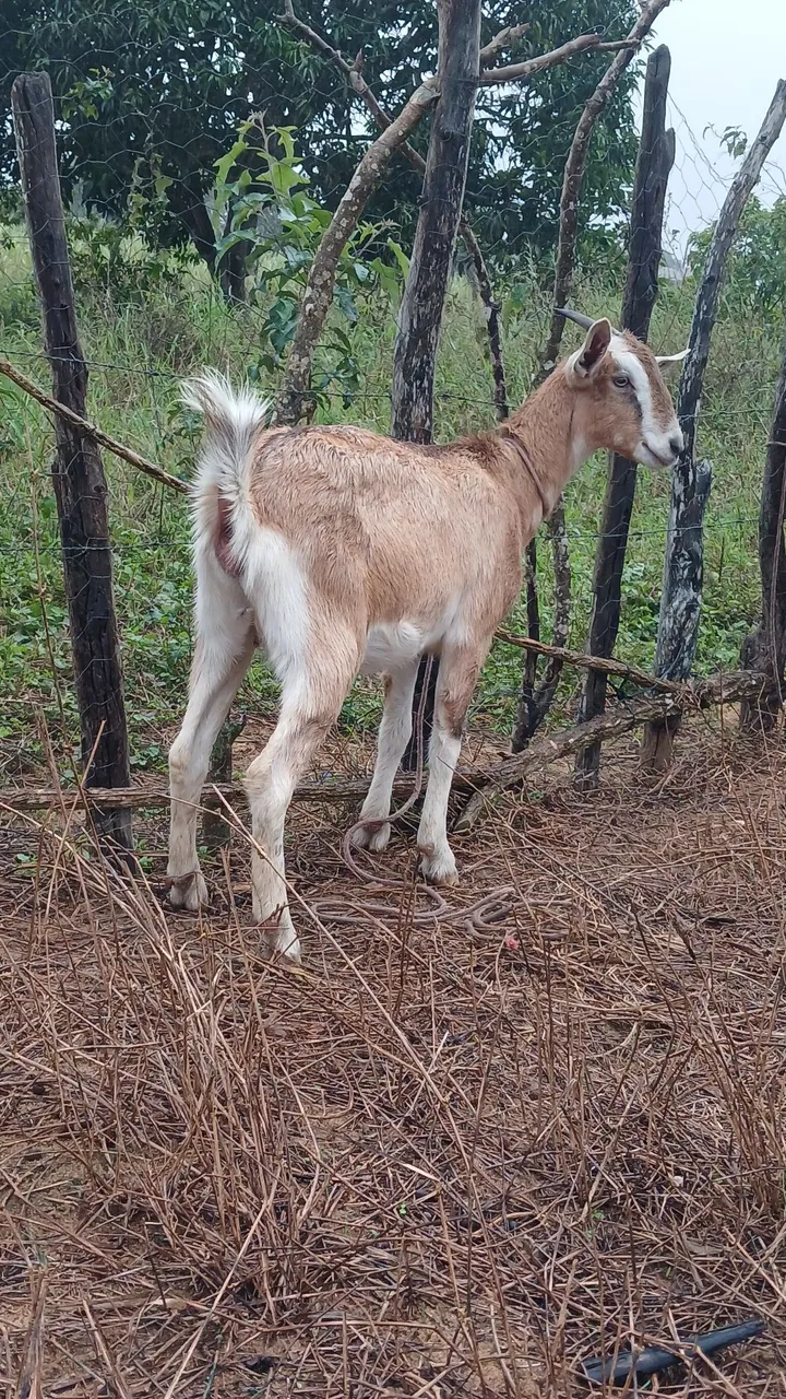 "bodes e cabras" no Brasil