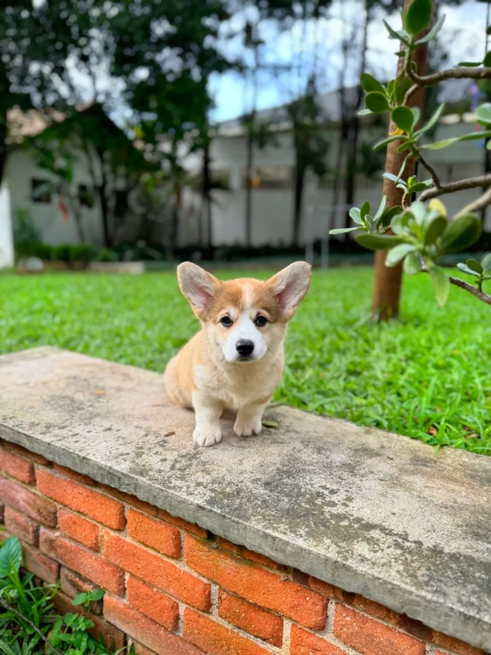 "corgi" - Cachorros no Brasil