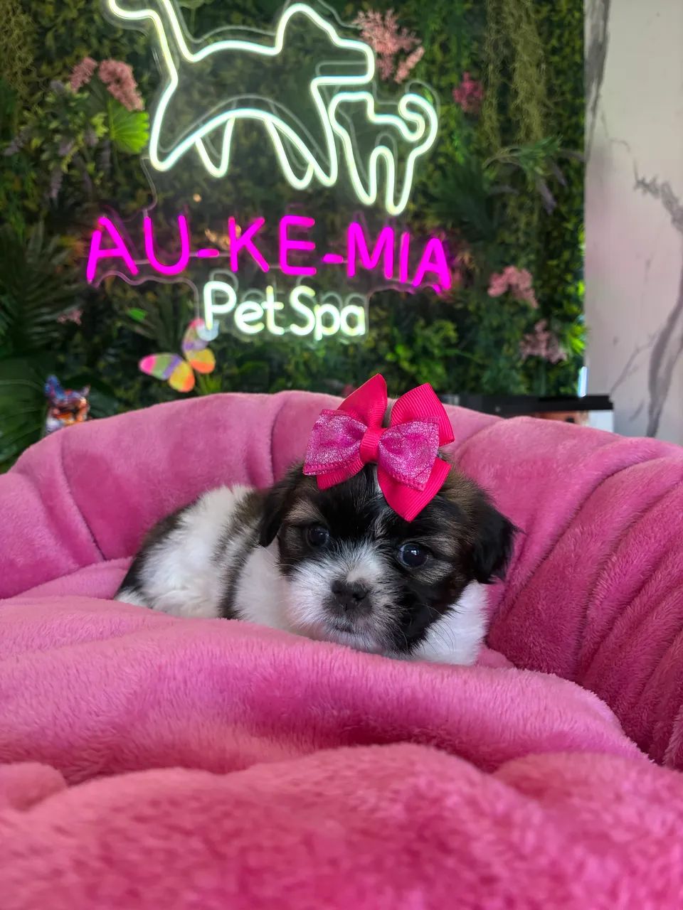 Shih tzu Belíssima !!!!! - Cachorros - Sarandi, Porto Alegre 1505169556 ...