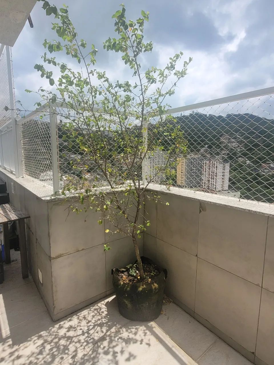 2 mudas de acerola em vaso. R$ 110,00 cada - Jardinagem e Plantas ...
