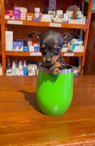"pinscher 0" - Cachorros no Brasil
