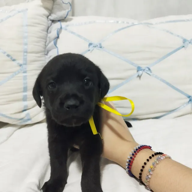 "cachorro caramelo" - Cachorros no Brasil