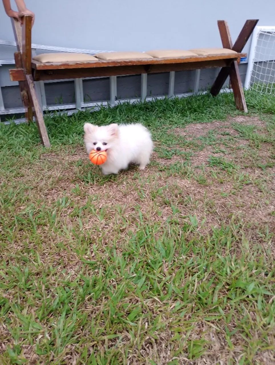 SPLITZ ALEMÃO ( LULU DA POMERÂNIA) - Cachorros - Recife, Tubarão ...