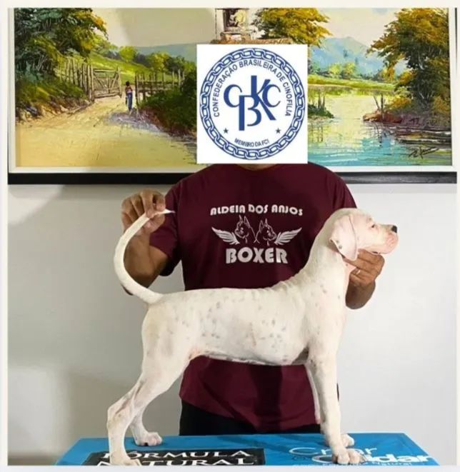 Filhote Boxer Puro - Fêmea com 3 meses - Cachorros - União dos Palmares ...