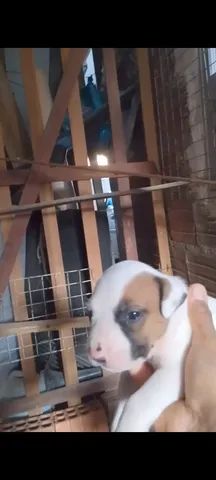 "pit bull apbt" no Brasil