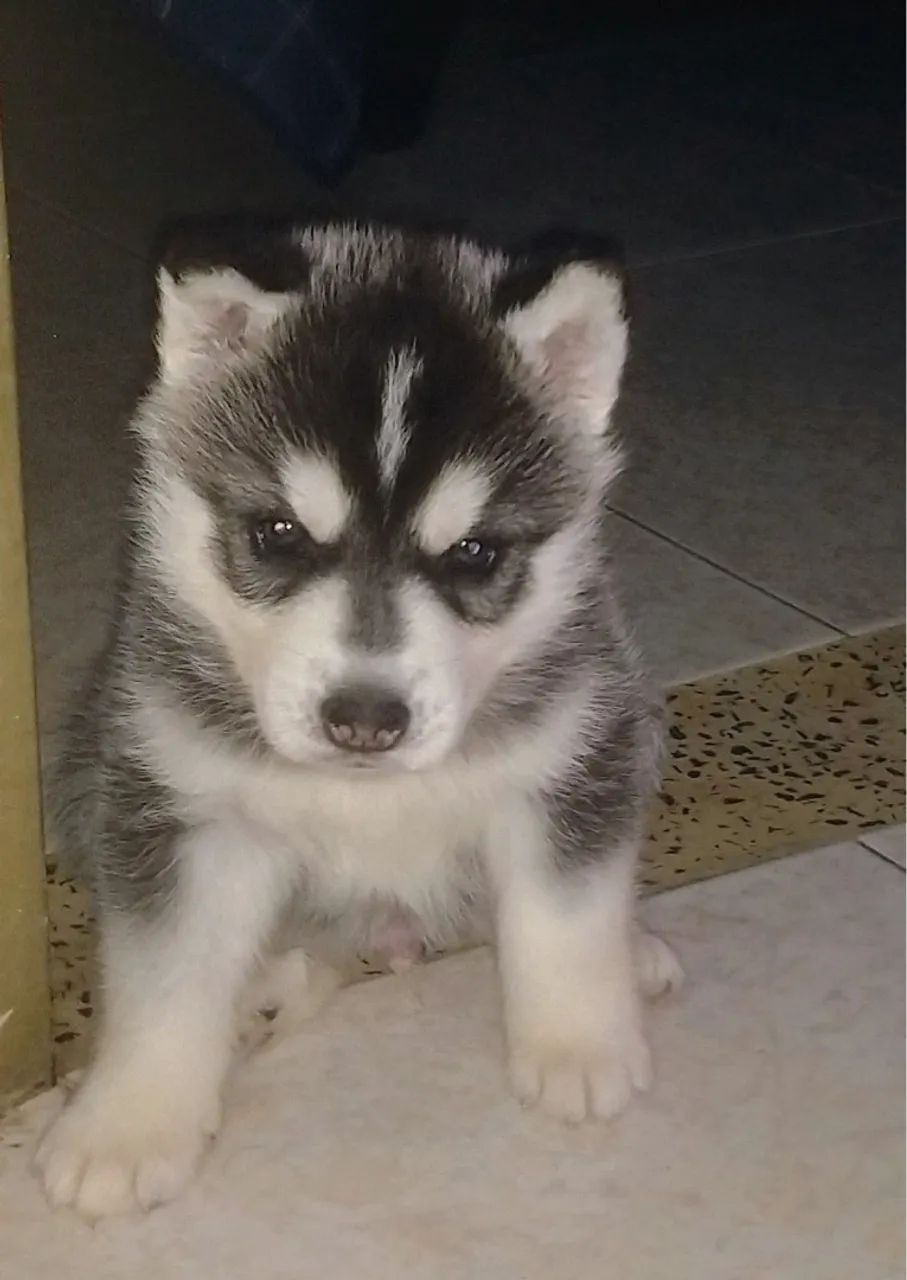 Filhote de Husky Siberiano | Dog super Carinhoso | Buscando um Lar | SP ...