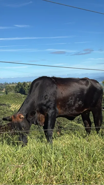 "vaca nelore" - Animais para agropecuária no Brasil