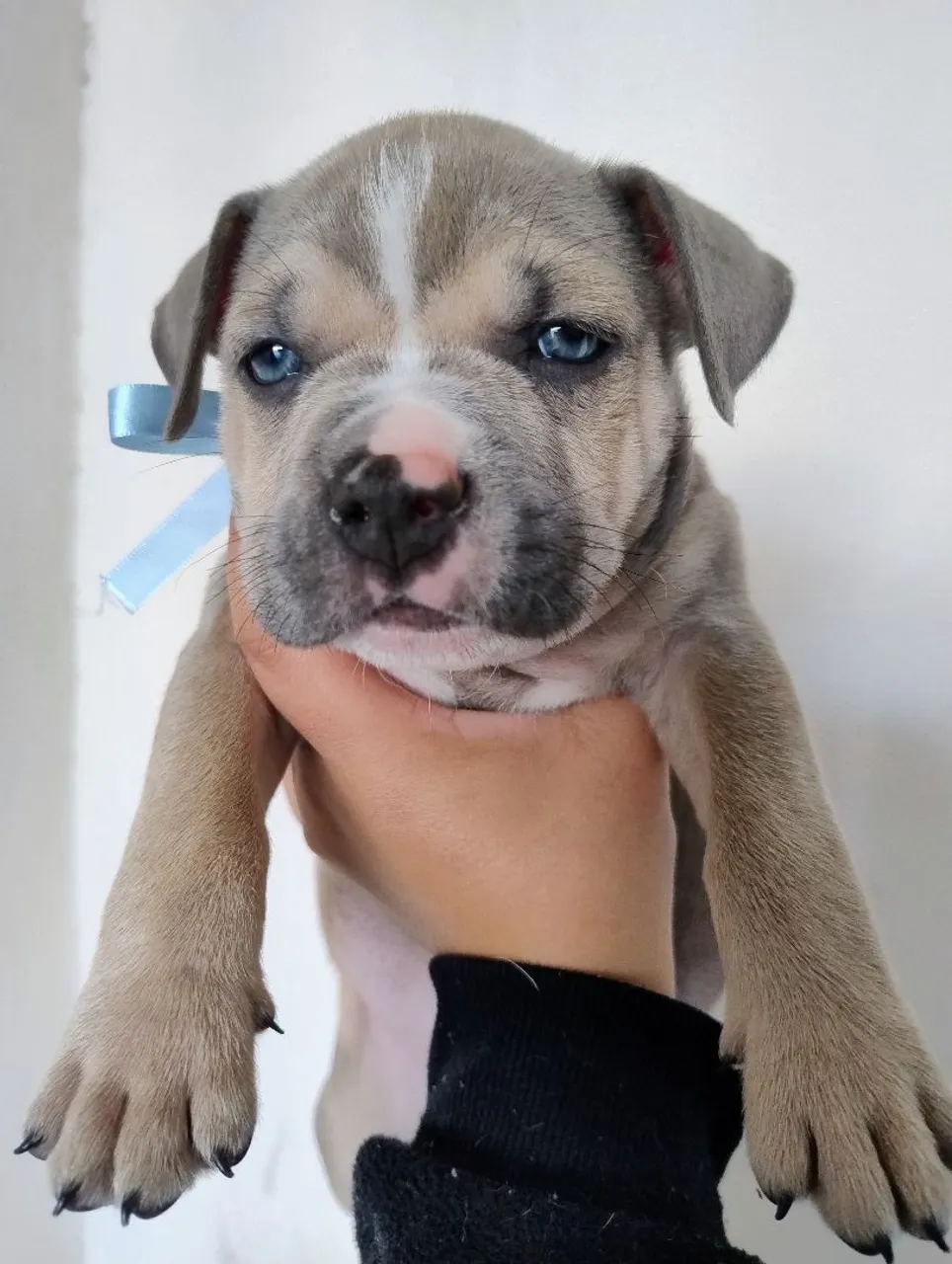 "filhotes de american bully" - Cachorros no Brasil