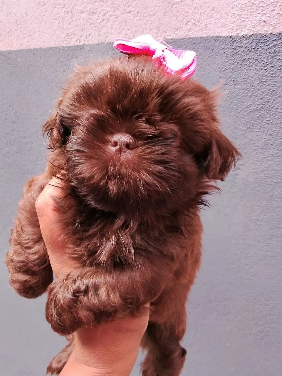 "shih tzu marrom" - Cachorros no Brasil