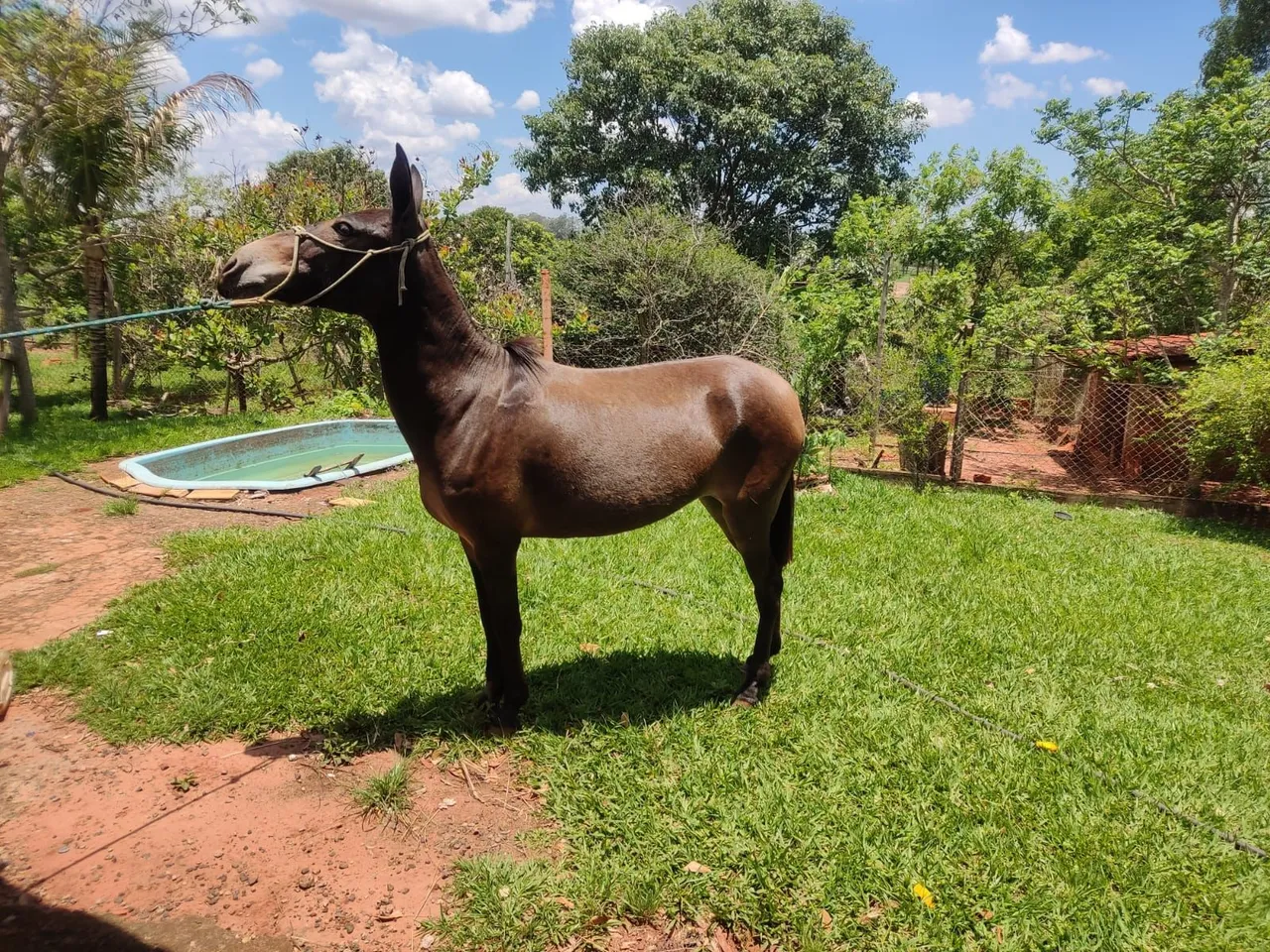 "uma mula" no Brasil