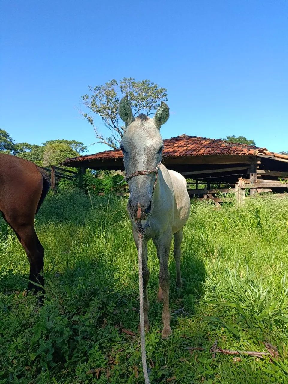 Vendo potra de marcha picada!!! - Animais para agropecuária ...