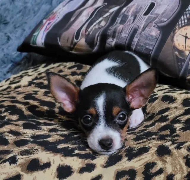 "pinscher micro zero" no Brasil