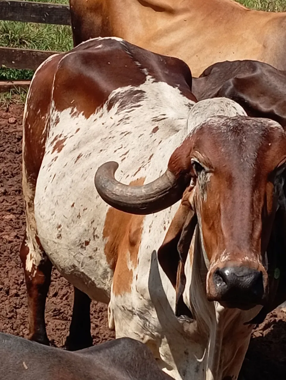 "vacas gir leiteiro" no Brasil