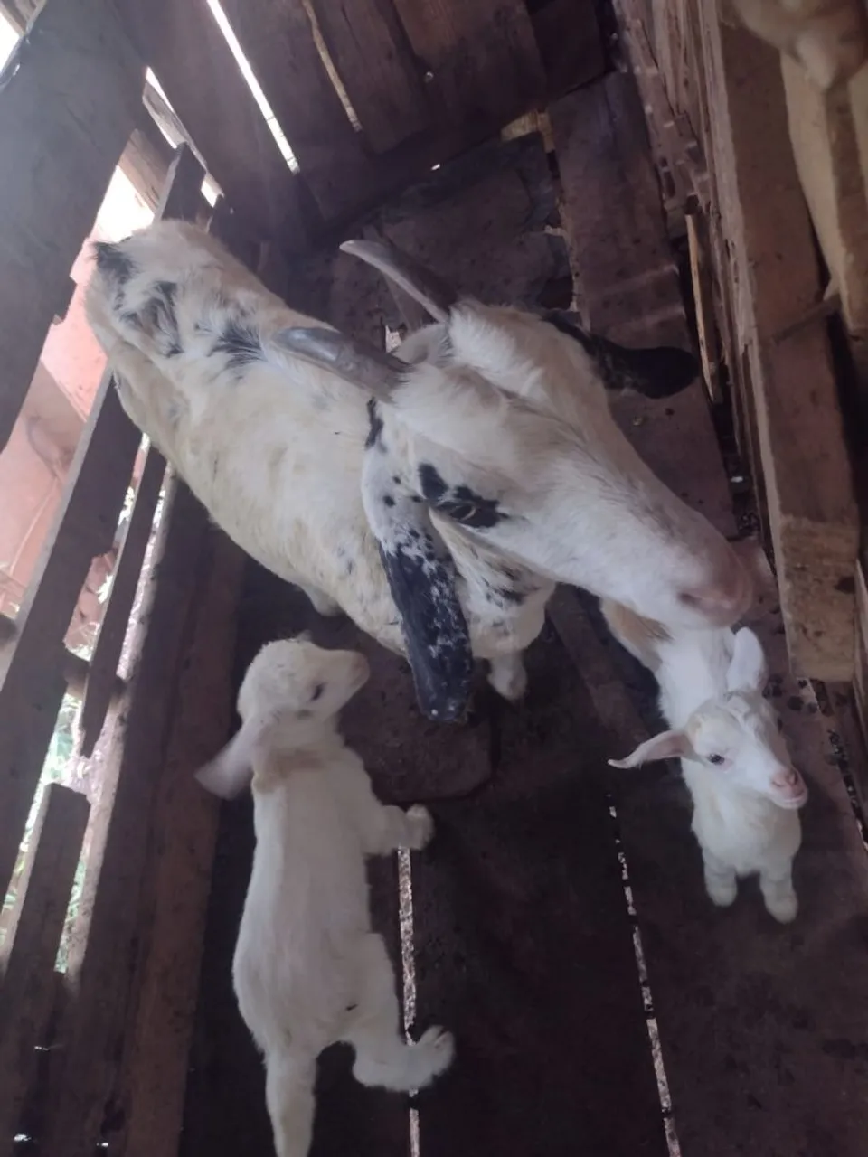 "bode filhote" no Brasil