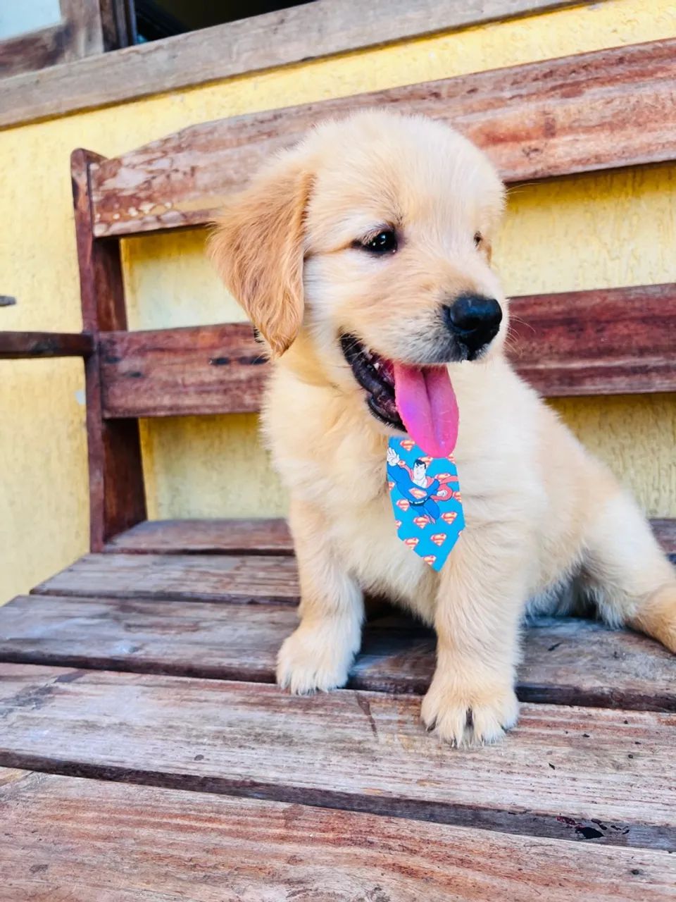 Golden retriever 50 dias dourados pedigre fêmea - Cachorros - Village ...