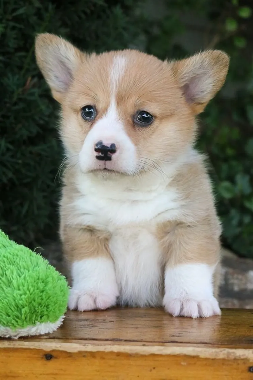 "corgi" - Cachorros no Brasil