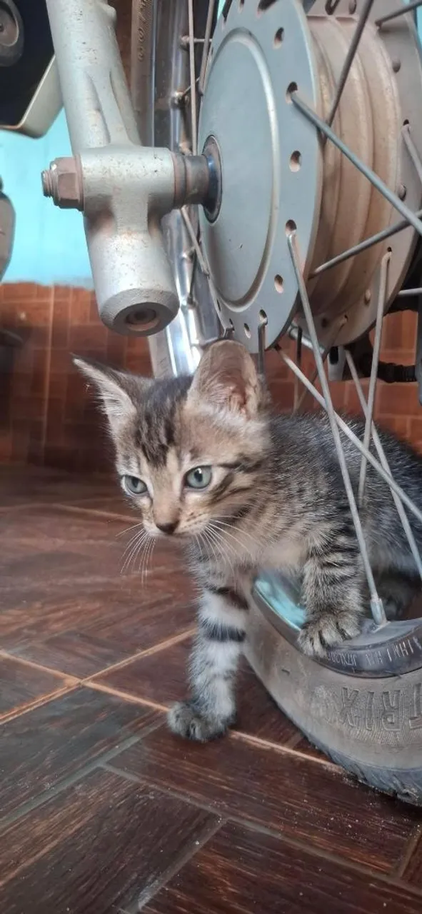 "gatos tigrados" - Gatos no Brasil