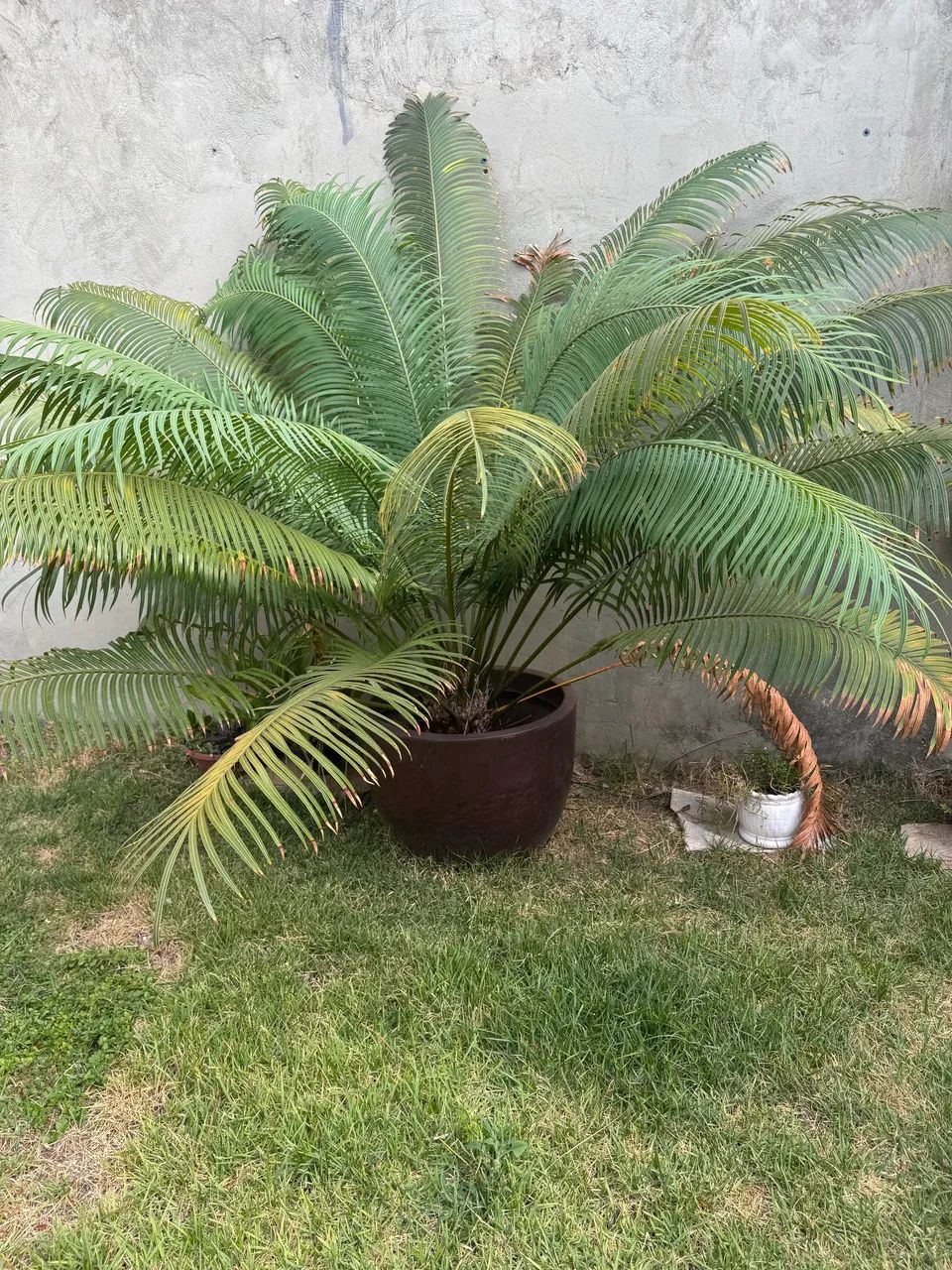 Sagu Palmeira com vaso - Jardinagem e Plantas - Ceilândia Norte ...