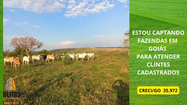 "fazenda em goias" no Brasil