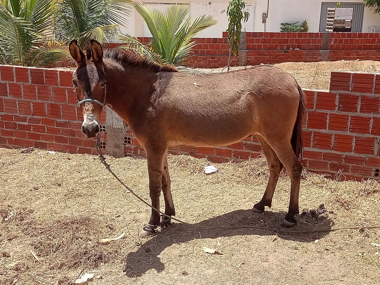 Burro mula macho - Animais para agropecuária - Caraúbas 1453971009 | OLX