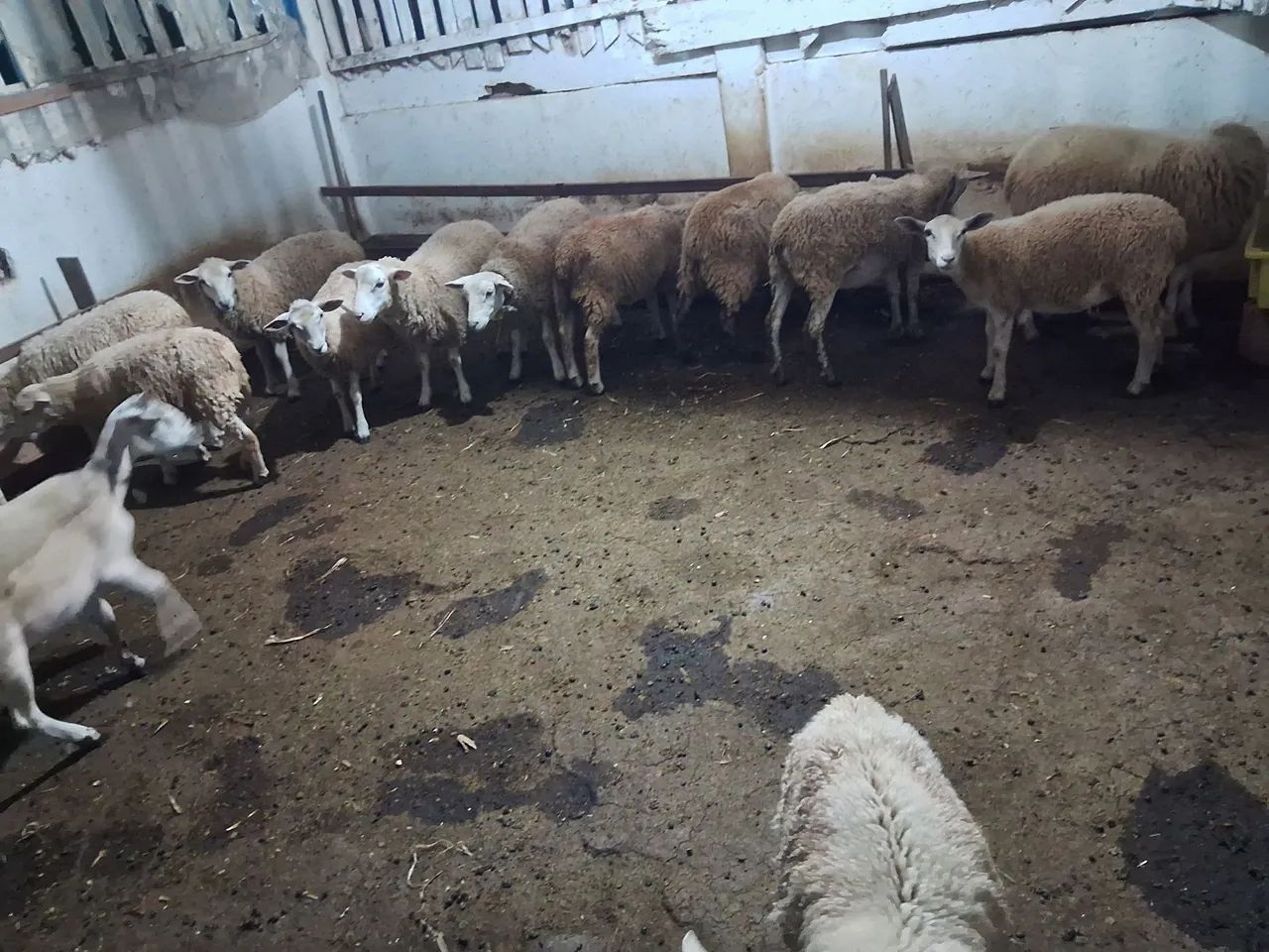 Borregos e borregas - Animais para agropecuária - Queimados 2 ...