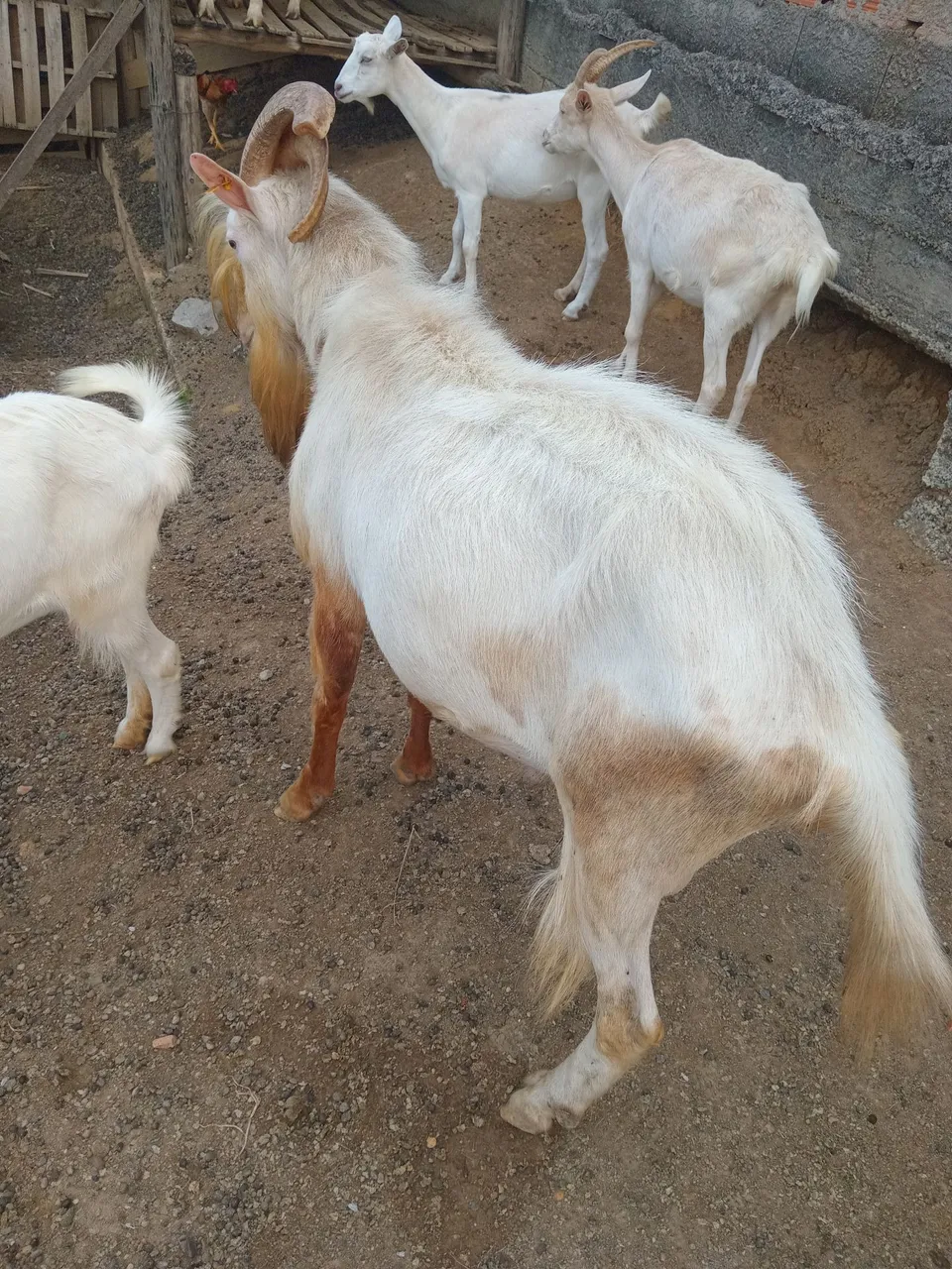 "cabrito bode" - Outros animais no Brasil