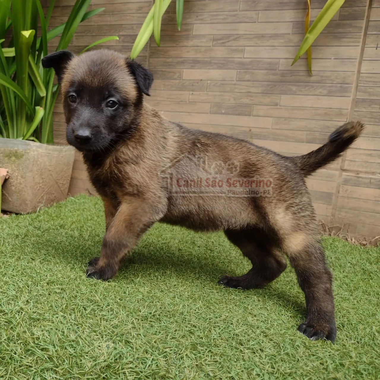 "mallinois" no Brasil