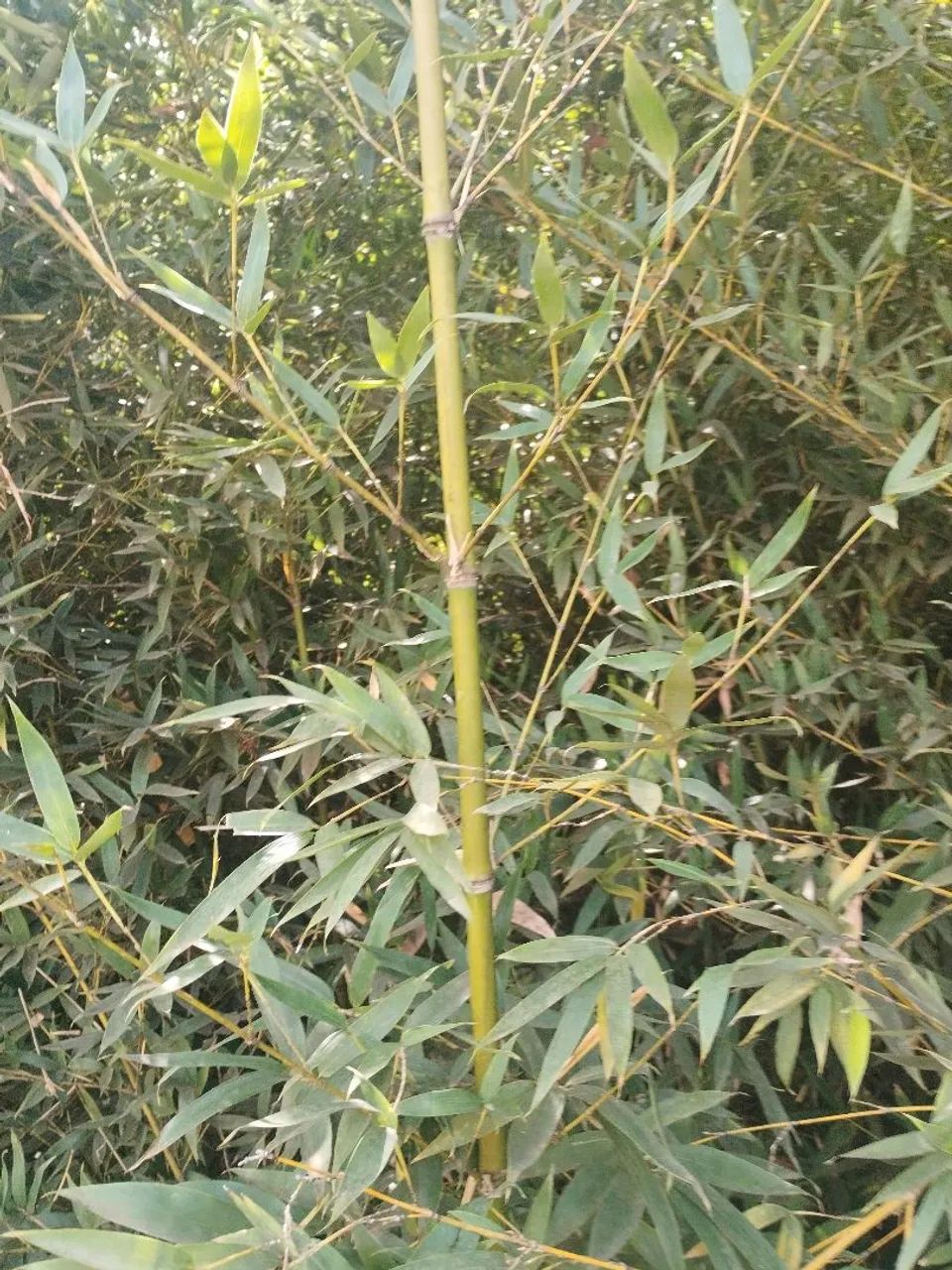 Bambuzinho taquara - Tratores e máquinas agrícolas - Taquara ...