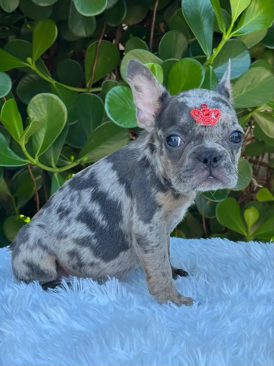 Filhotes Buldog Francês merle só hj - Cachorros - Tijuca, Rio de ...