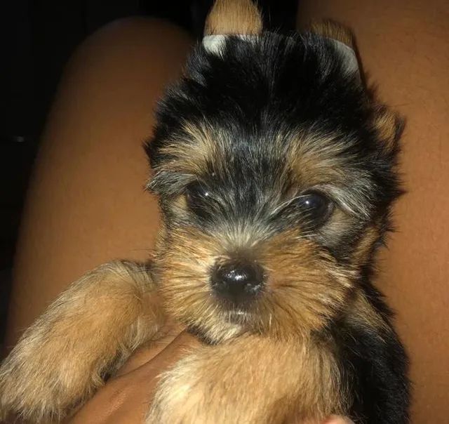 Filhotes de yorkshire micro | +2208 anúncios na OLX Brasil