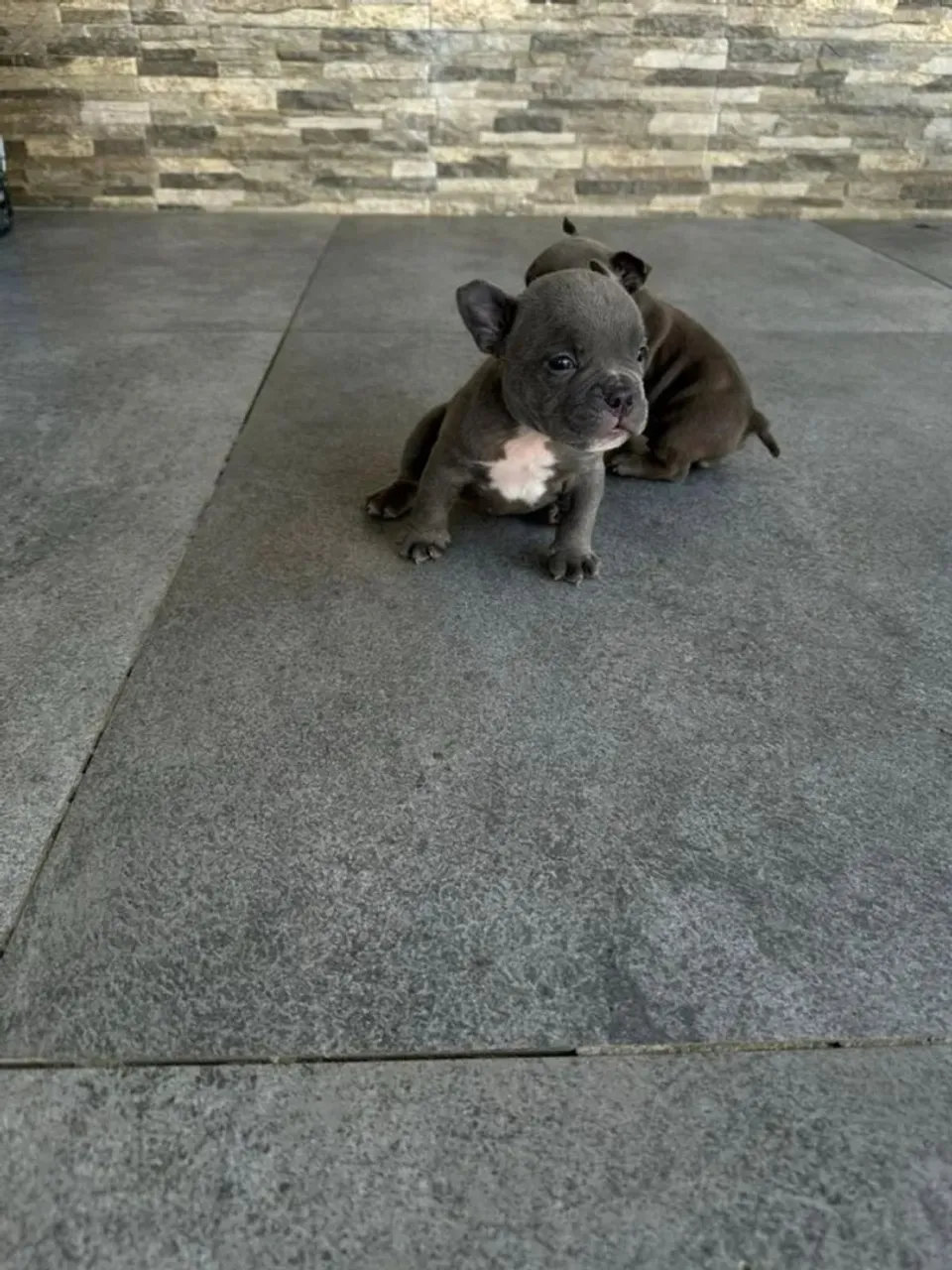 "american bully micro" - Cachorros no Brasil