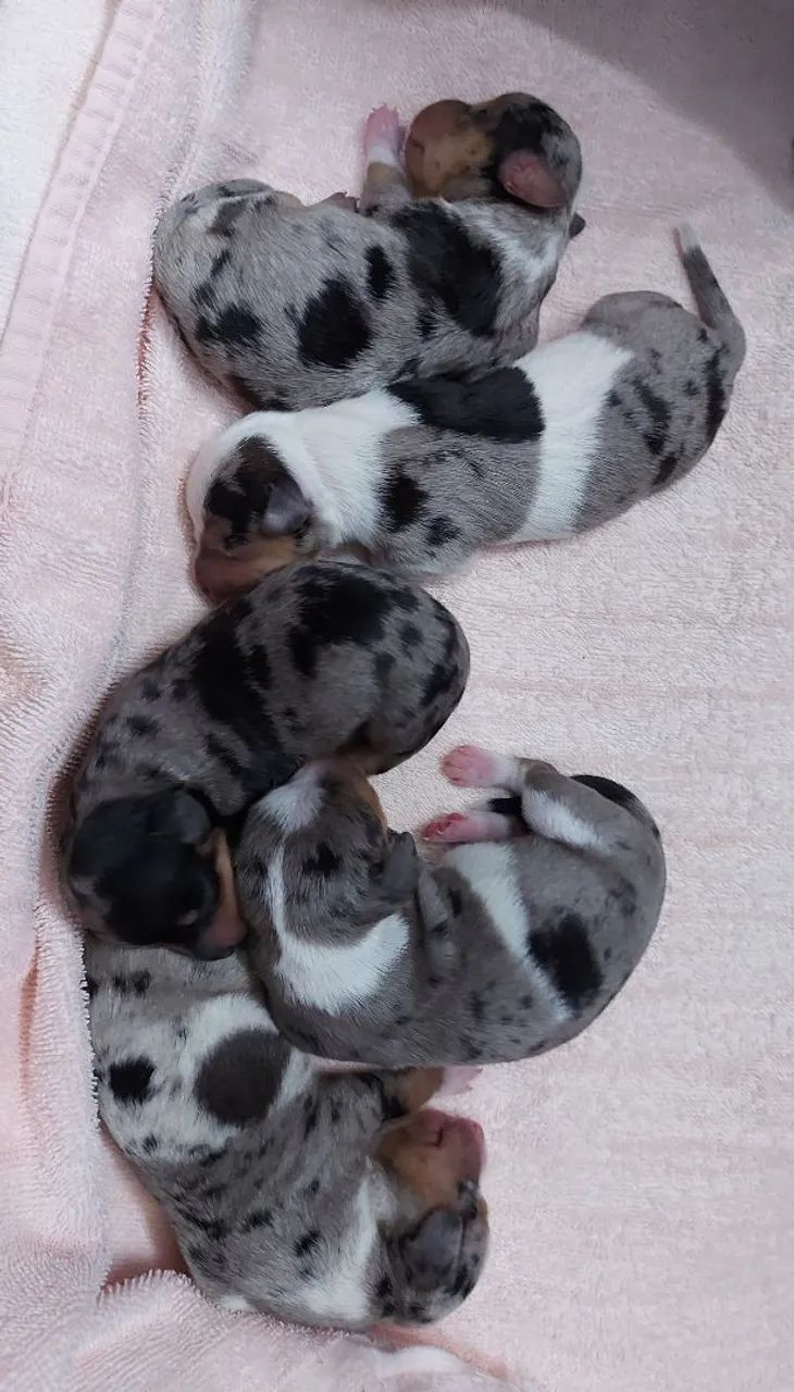 Filhotes Basset Dachshund - Cachorros - Centro, Campinas 1469581978 | OLX