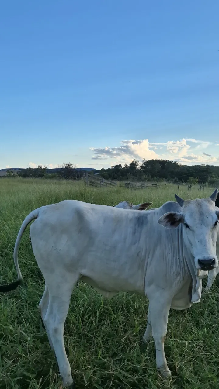 "novilhas nelores" - Animais para agropecuária no Brasil
