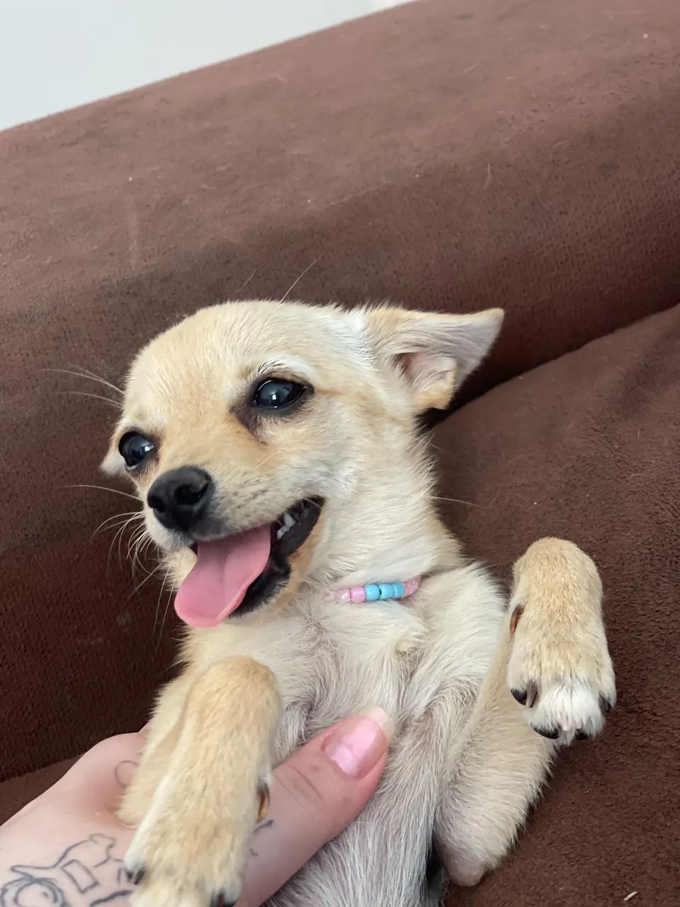 Chihuahua fêmea deer head 6 meses - Cachorros - Residencial Frei Galvão ...