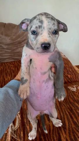 "pitbull monster blue" no Brasil