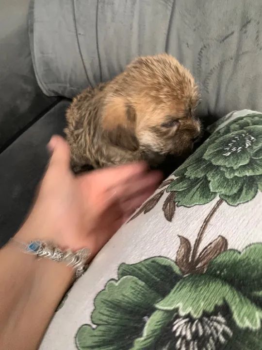 "mini lhasa apso" no Brasil