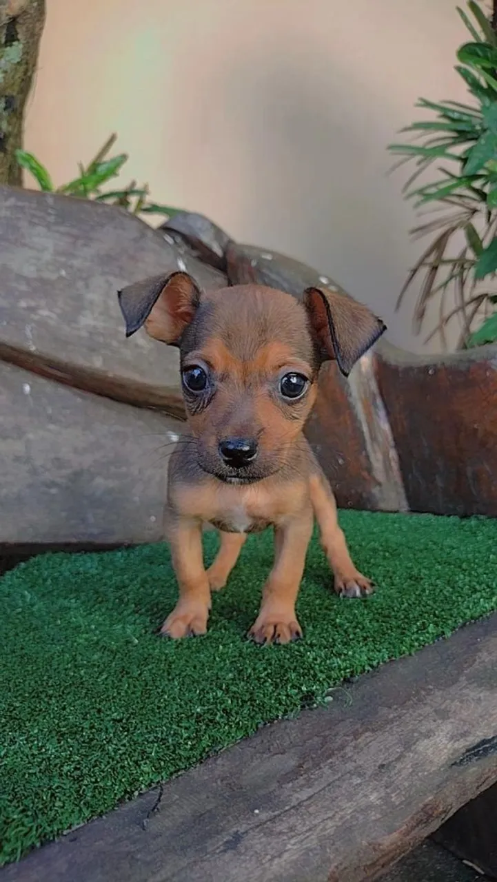 "pinscher 0" - Cachorros no Brasil
